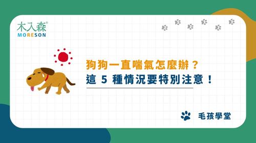 狗狗一直喘氣怎麼辦？這 5 種情況要特別注意｜木入森 Moreson - 木入森Moreson｜寵物保健食品｜犬貓營養分類 精準保健補充