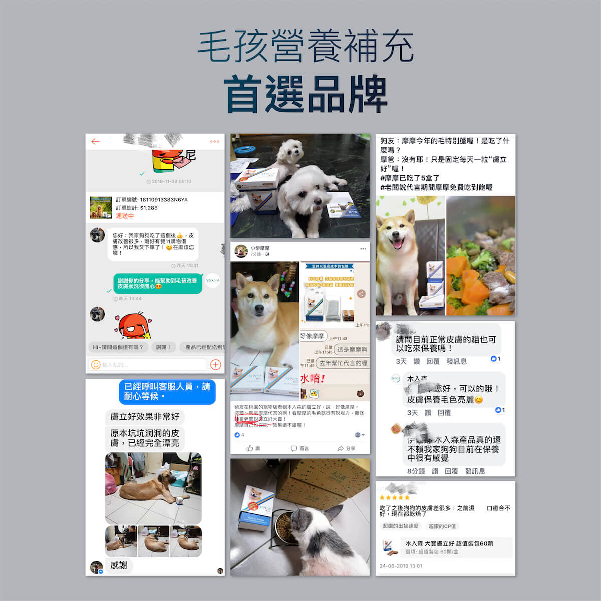 木入森膚立好60顆｜狗狗皮膚保健，異位性皮膚炎機能營養複方 - 木入森Moreson｜寵物保健食品｜全方位守護毛孩健康