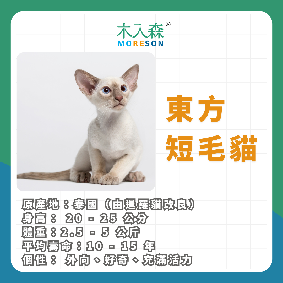 21種貓咪品種總整理｜養貓咪前必讀 - 木入森Moreson｜寵物保健食品｜犬貓營養分類 精準保健補充