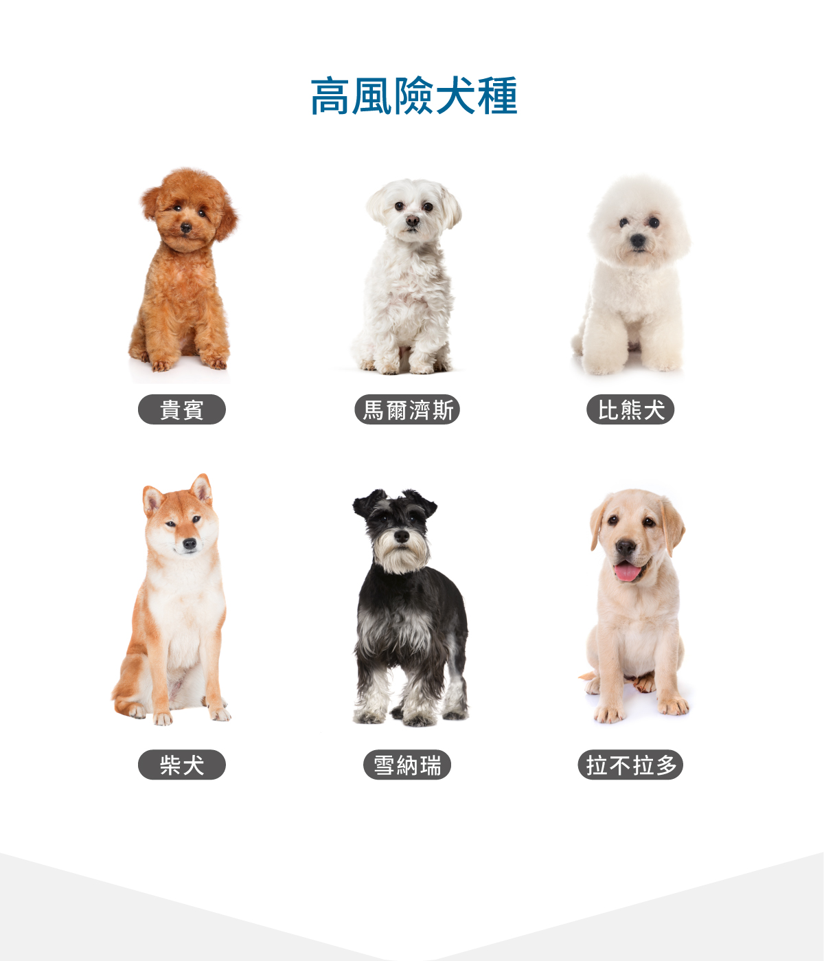 台灣 木入森 Moreson 犬用好眼力 30粒 (狗狗護眼專用) | 898Buy寵物用品專門店